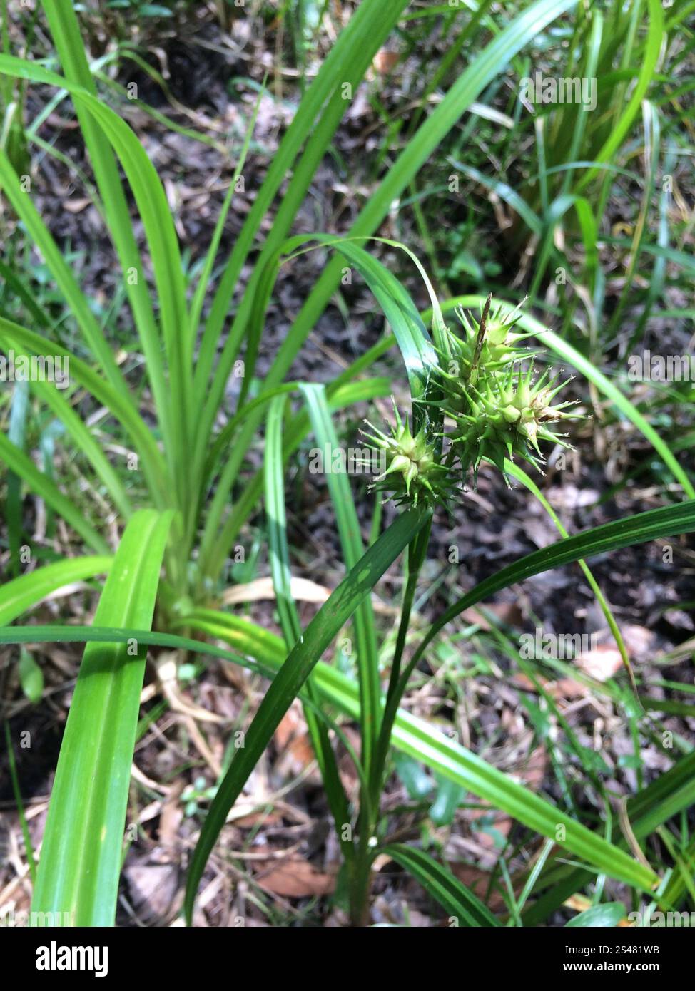 hop sedge (Carex lupulina Stock Photo - Alamy