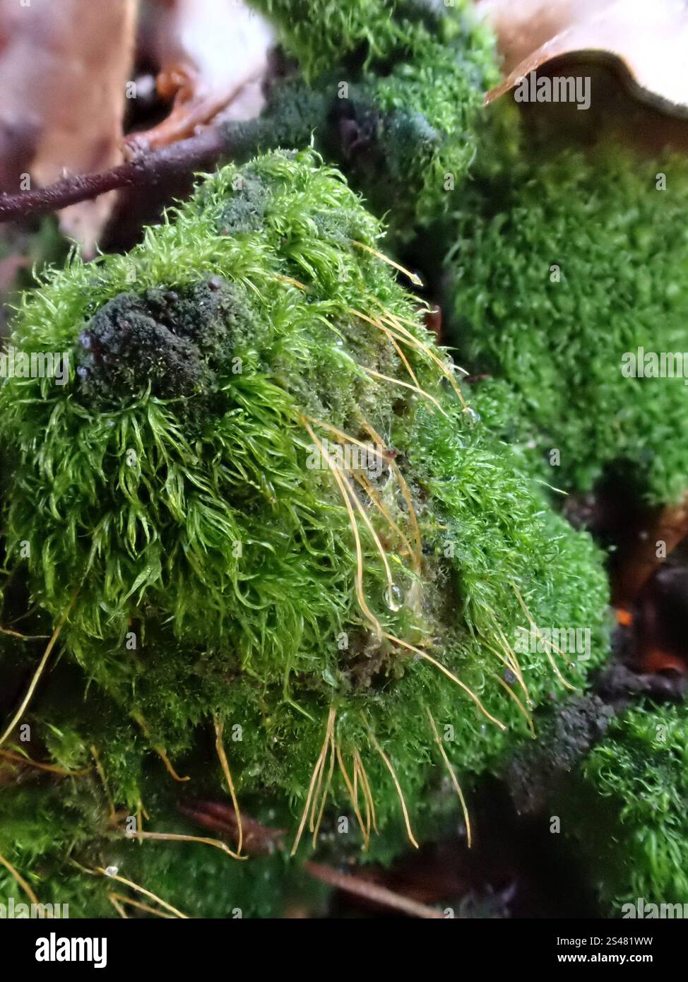 Cape Thread-moss (Orthodontium lineare Stock Photo - Alamy