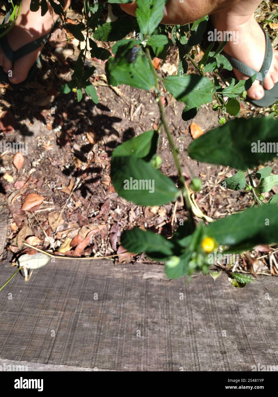 Cuban jute (Sida rhombifolia Stock Photo - Alamy