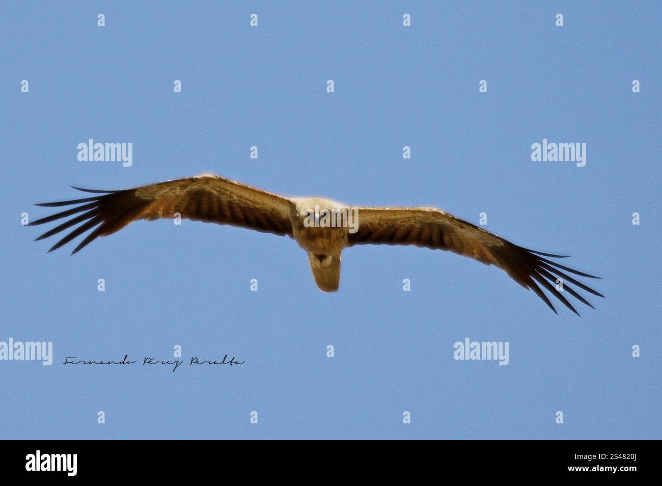Whistling Kite (Haliastur sphenurus Stock Photo - Alamy