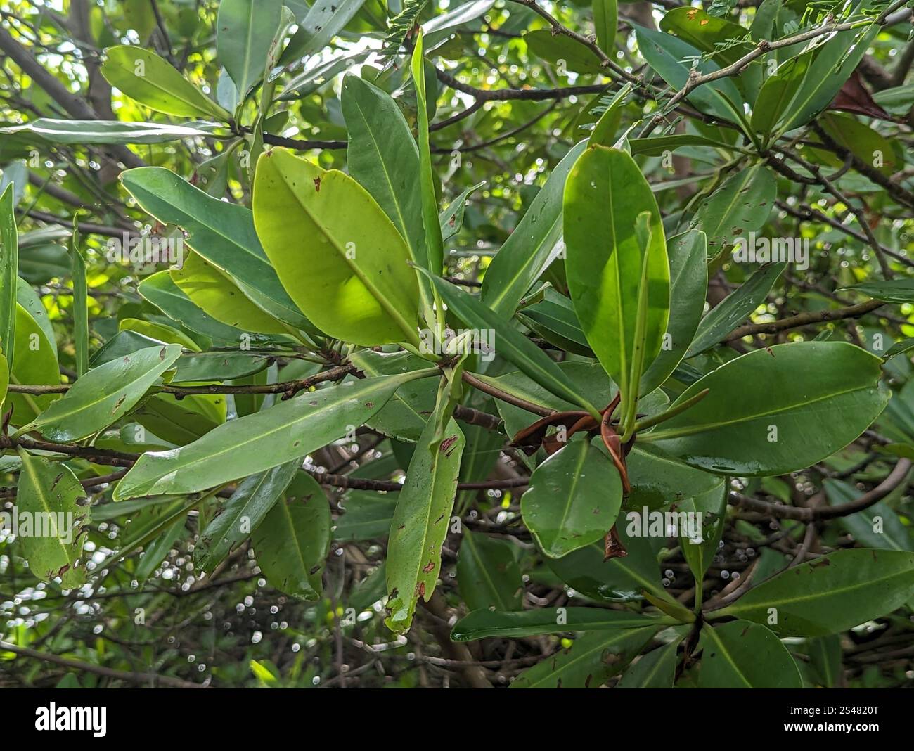 red mangrove (Rhizophora mangle Stock Photo - Alamy