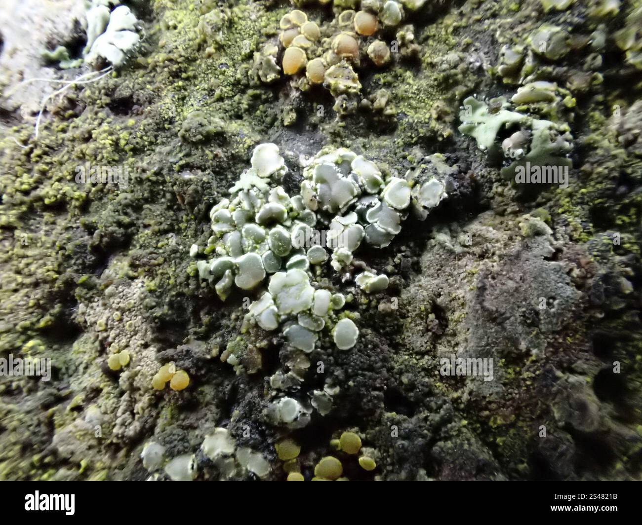 rim lichens, disc lichens, and allies (Lecanoraceae Stock Photo - Alamy