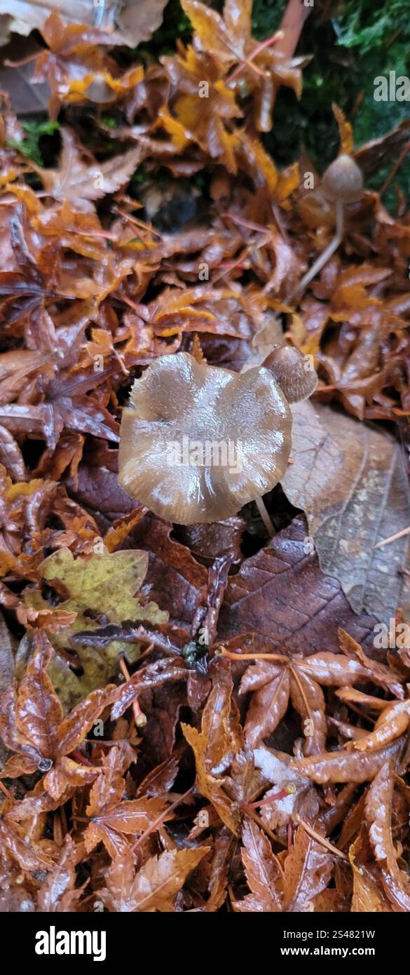 Wavy Cap (Psilocybe cyanescens Stock Photo - Alamy
