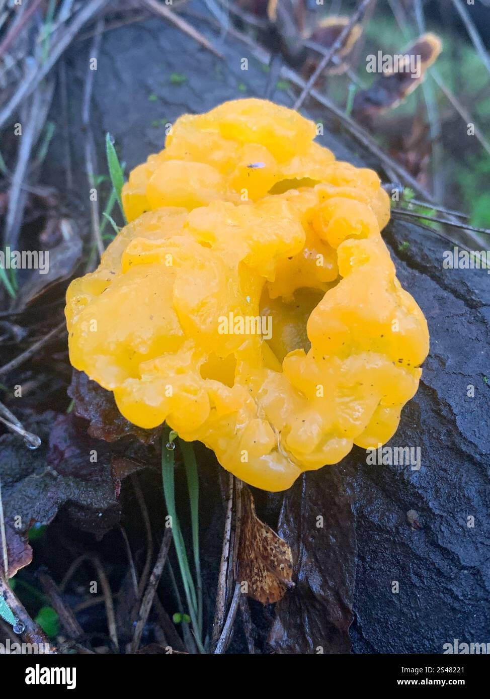 witch's butter (Tremella mesenterica Stock Photo - Alamy