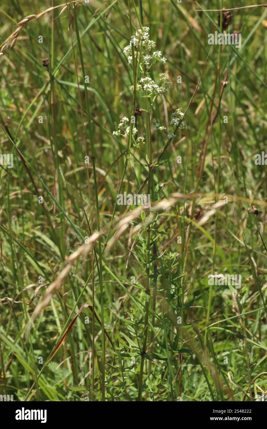 Northern Bedstraw (Galium boreale Stock Photo - Alamy