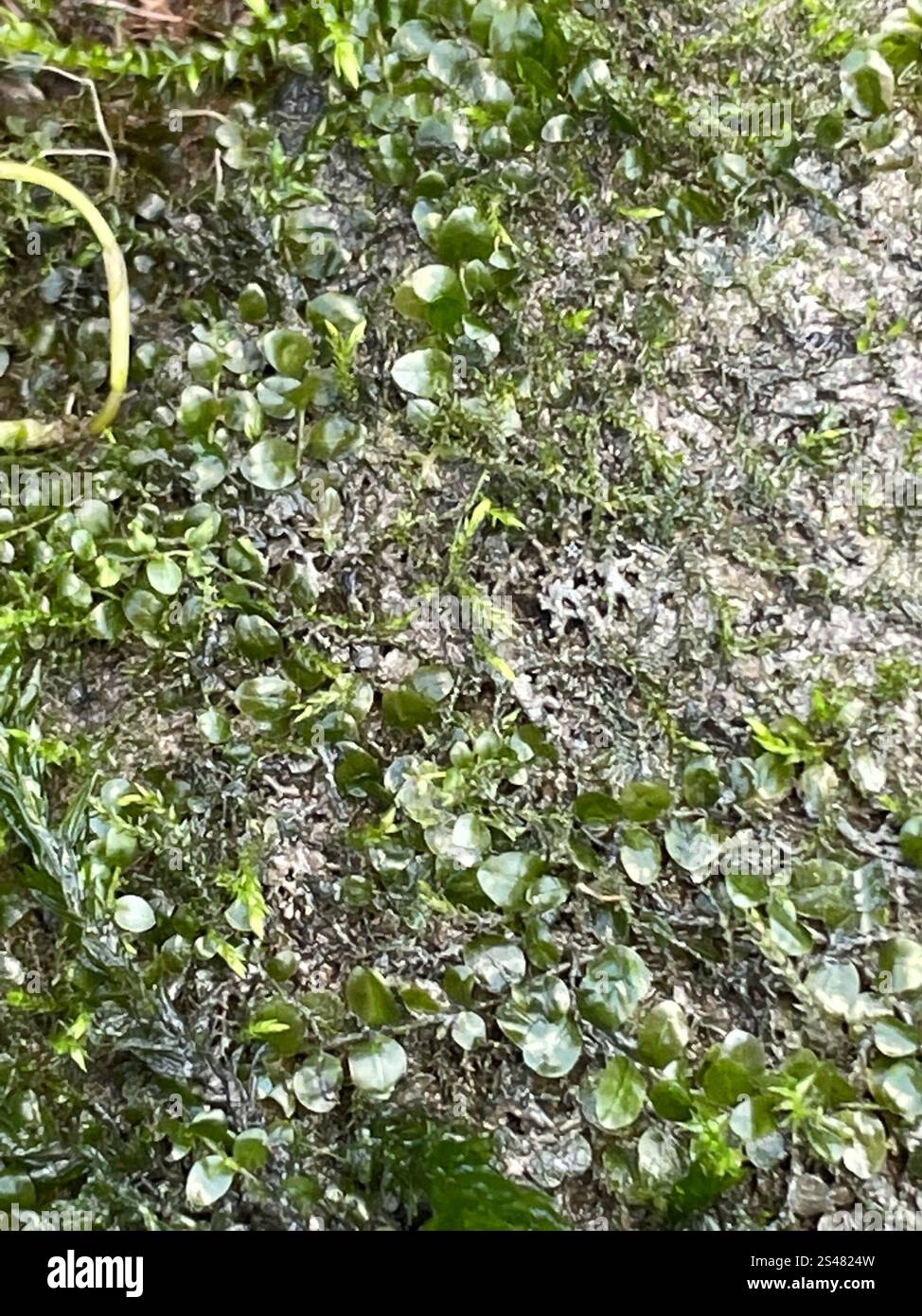 Long-beaked Thyme-moss (Plagiomnium rostratum Stock Photo - Alamy