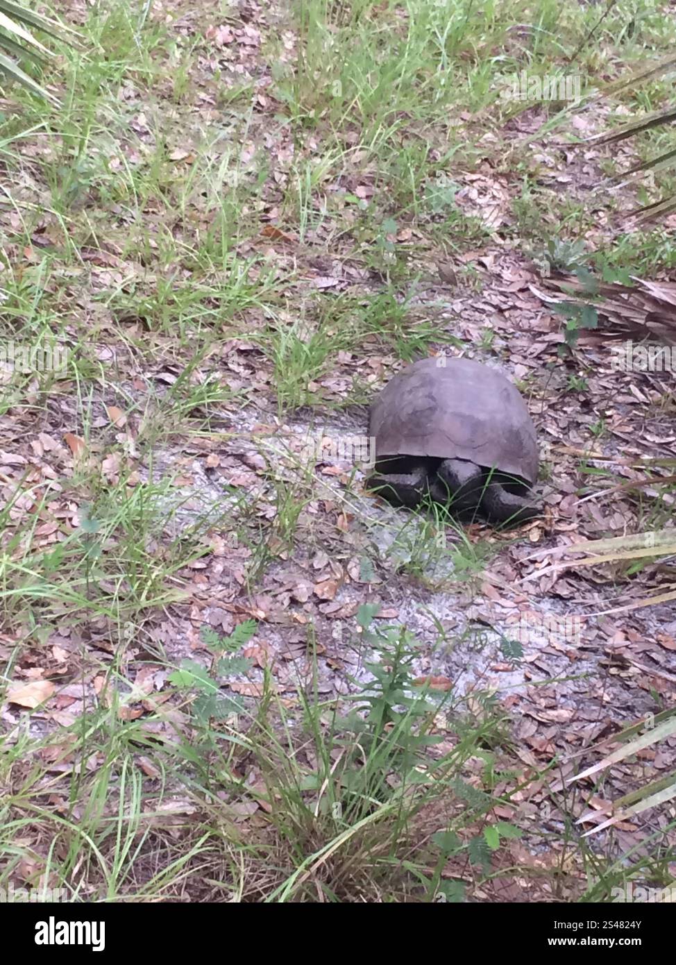 Gopher Tortoise (Gopherus polyphemus Stock Photo - Alamy