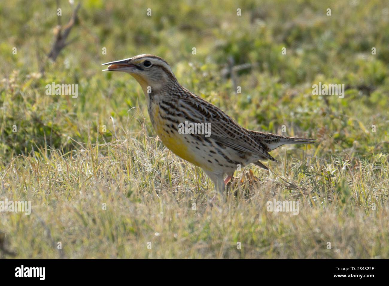 Western Meadowlark (Sturnella neglecta Stock Photo - Alamy