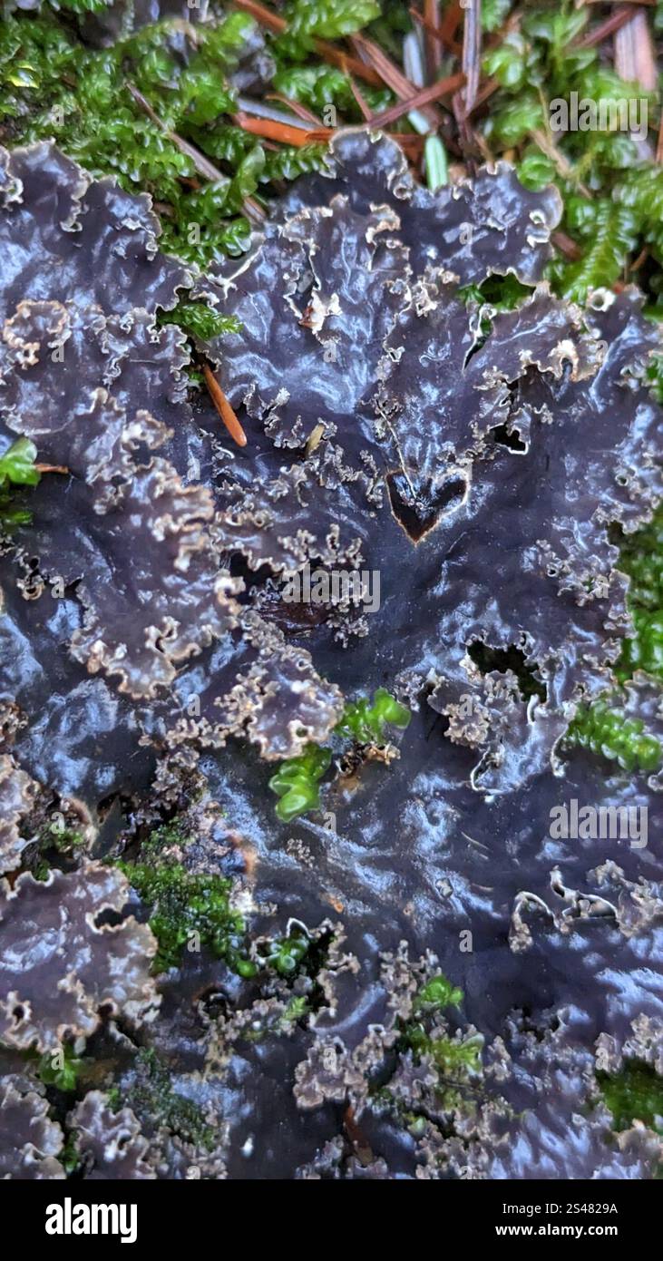 tree pelt lichen (Peltigera collina Stock Photo - Alamy