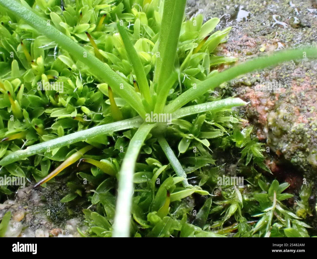 Procumbent Pearlwort (Sagina procumbens Stock Photo - Alamy