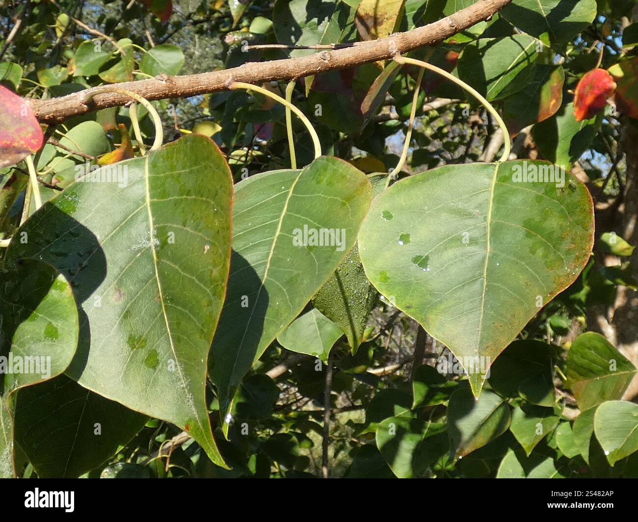 Chinese Tallow (Triadica sebifera Stock Photo - Alamy