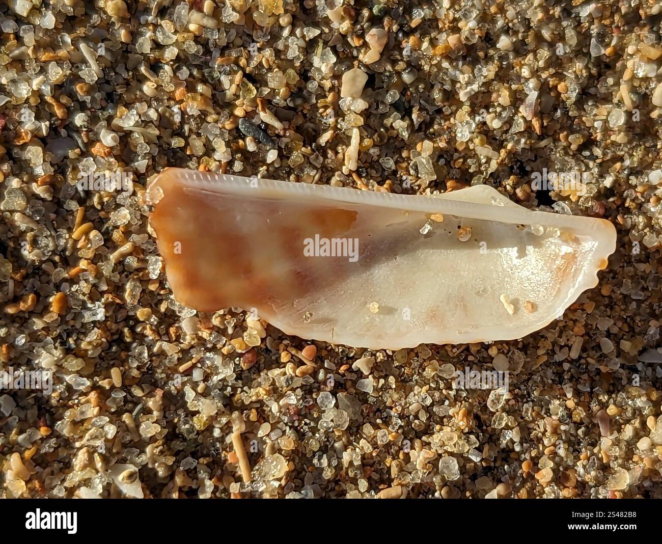 Turkey Wing (Arca zebra Stock Photo - Alamy