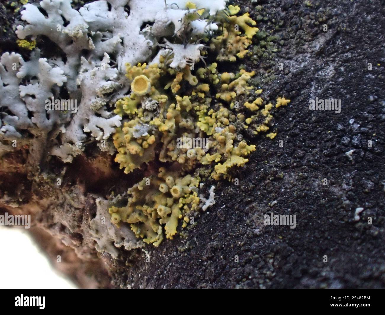 Pin-cushion Sunburst Lichen (Polycauliona polycarpa Stock Photo - Alamy