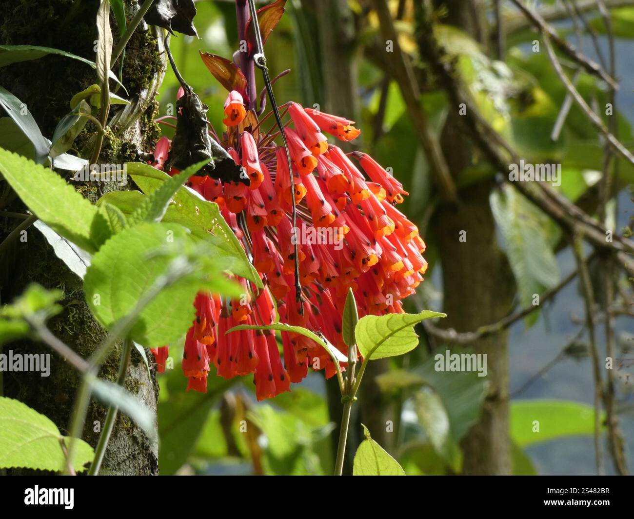 trailing lily (Bomarea multiflora Stock Photo - Alamy