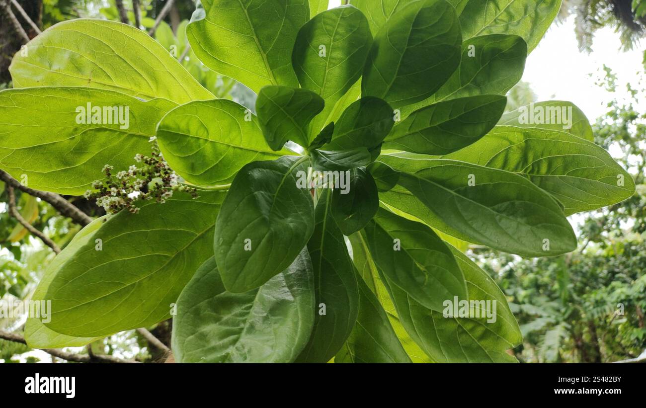 tree heliotrope (Heliotropium arboreum Stock Photo - Alamy