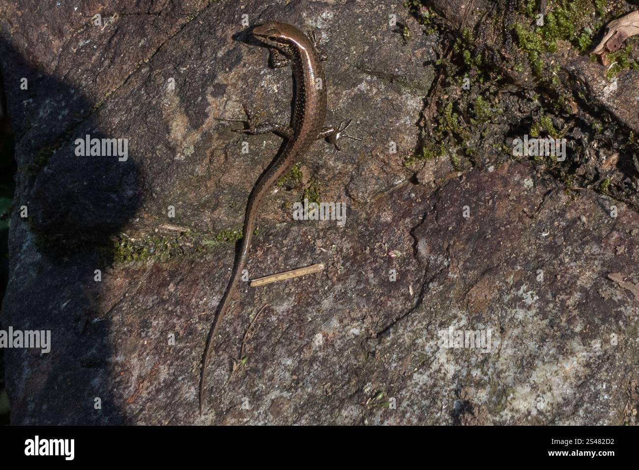 Spotted Forest Skink (Sphenomorphus maculatus Stock Photo - Alamy