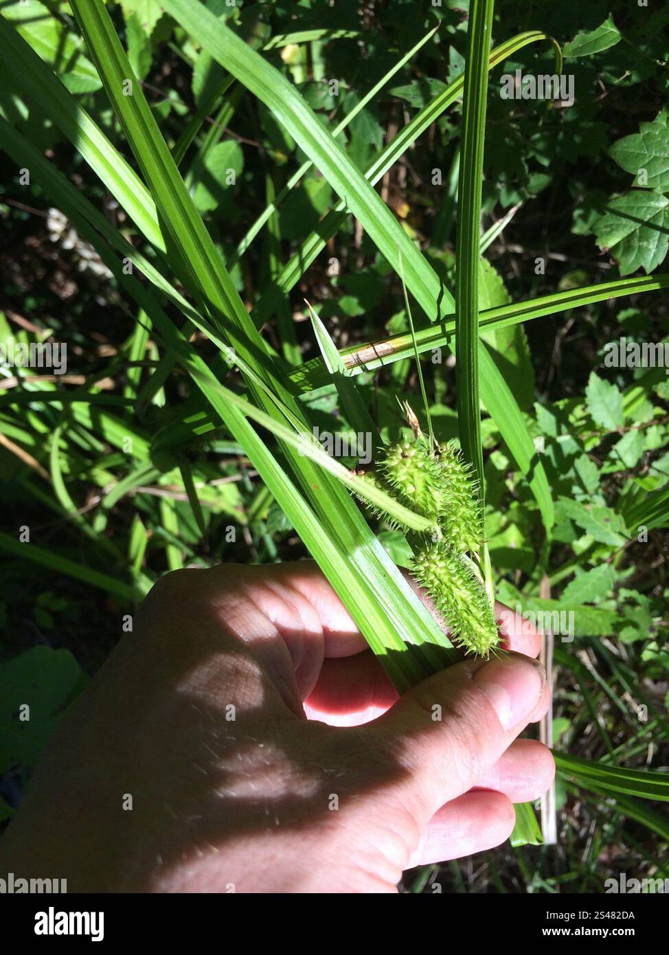 golden cattail sedge (Carex aureolensis Stock Photo - Alamy