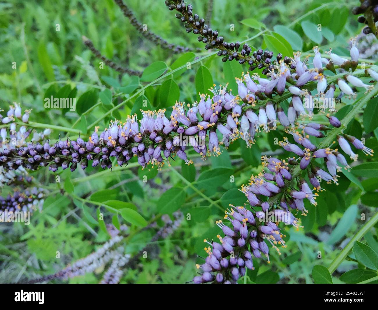false indigo bush (Amorpha fruticosa Stock Photo - Alamy