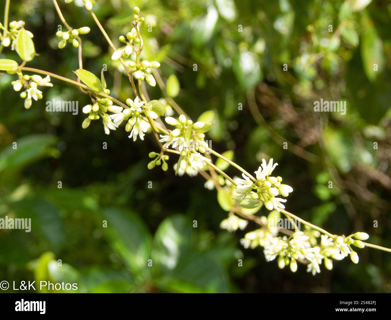 dogbane family (Apocynaceae Stock Photo - Alamy