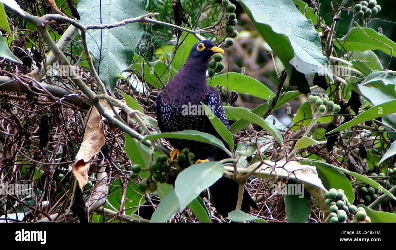 Rameron Pigeon (Columba arquatrix Stock Photo - Alamy