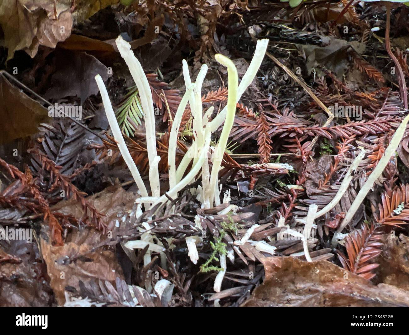 Fairy Fingers (Clavaria fragilis Stock Photo - Alamy