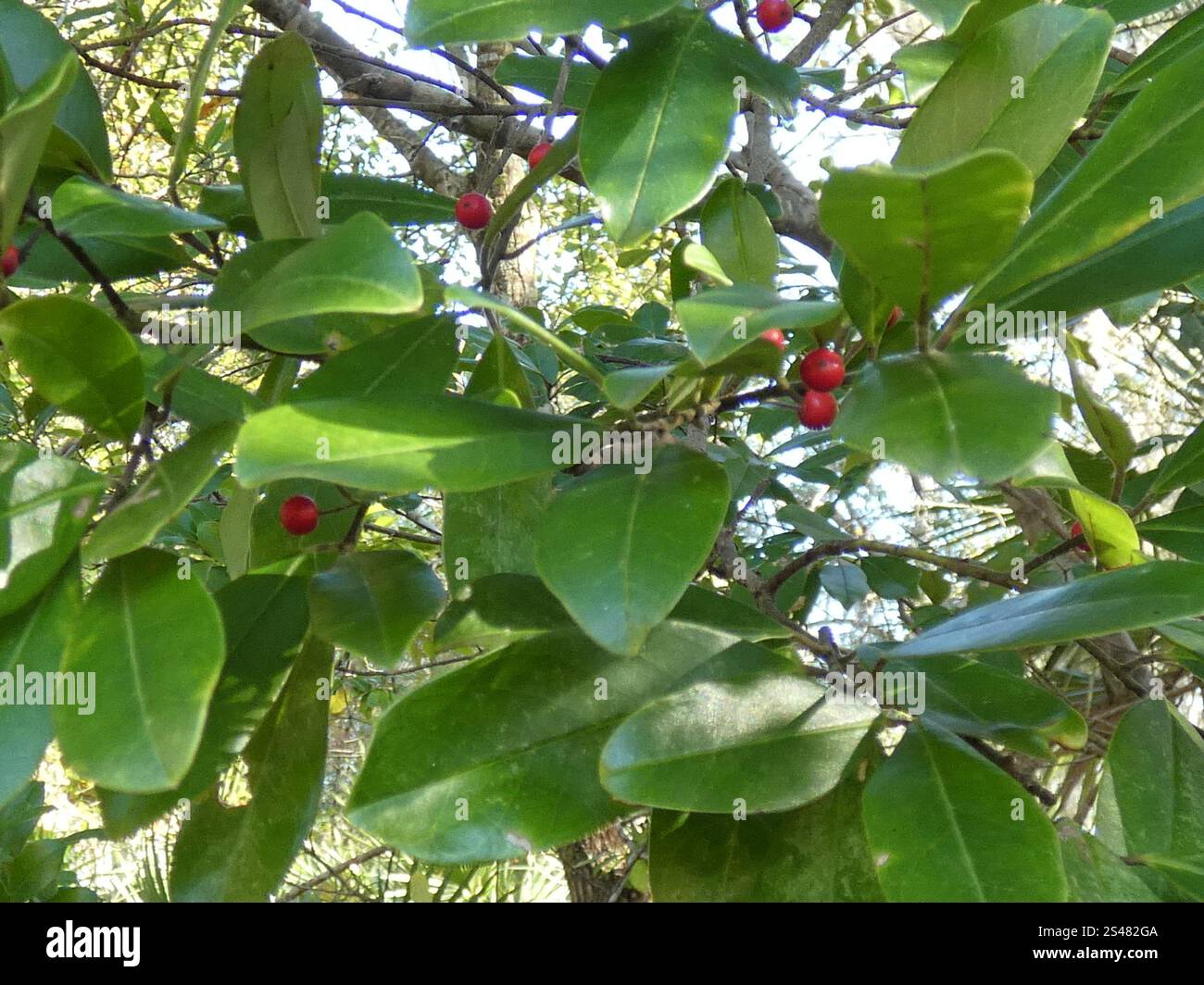 dahoon holly (Ilex cassine Stock Photo - Alamy