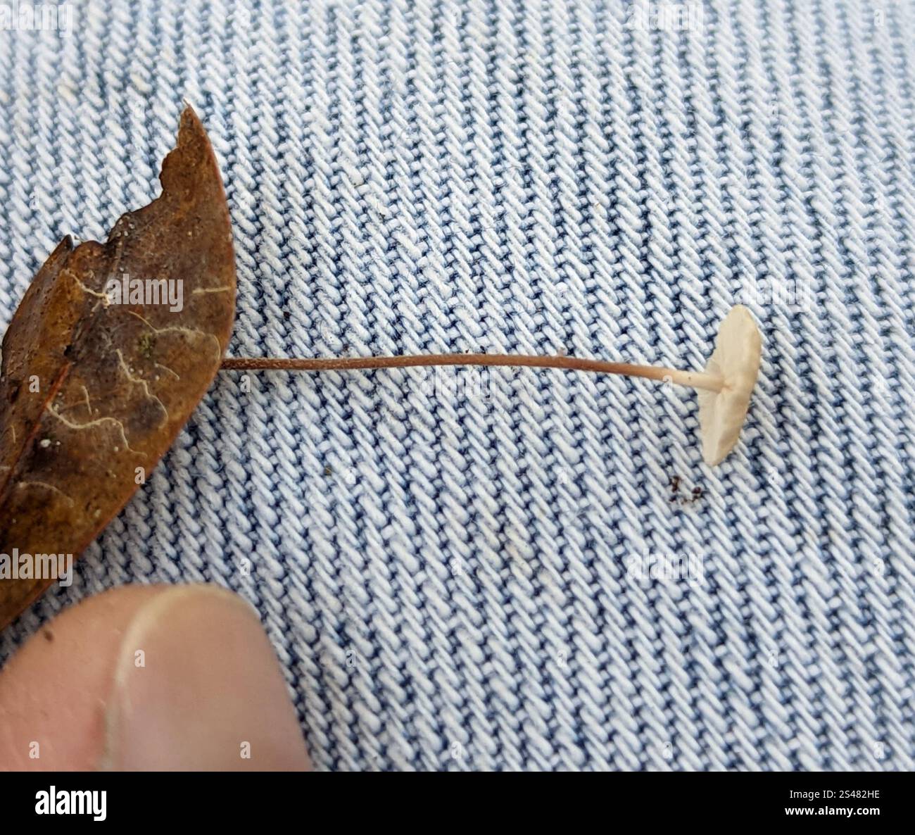 Oak-leaf Pinwheel (Collybiopsis quercophila Stock Photo - Alamy