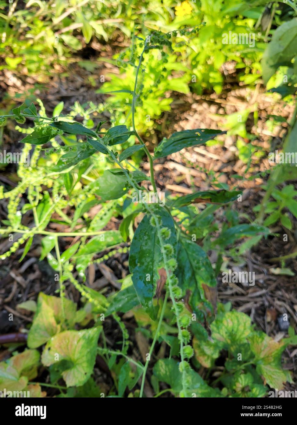 virginia stickseed (Hackelia virginiana Stock Photo - Alamy