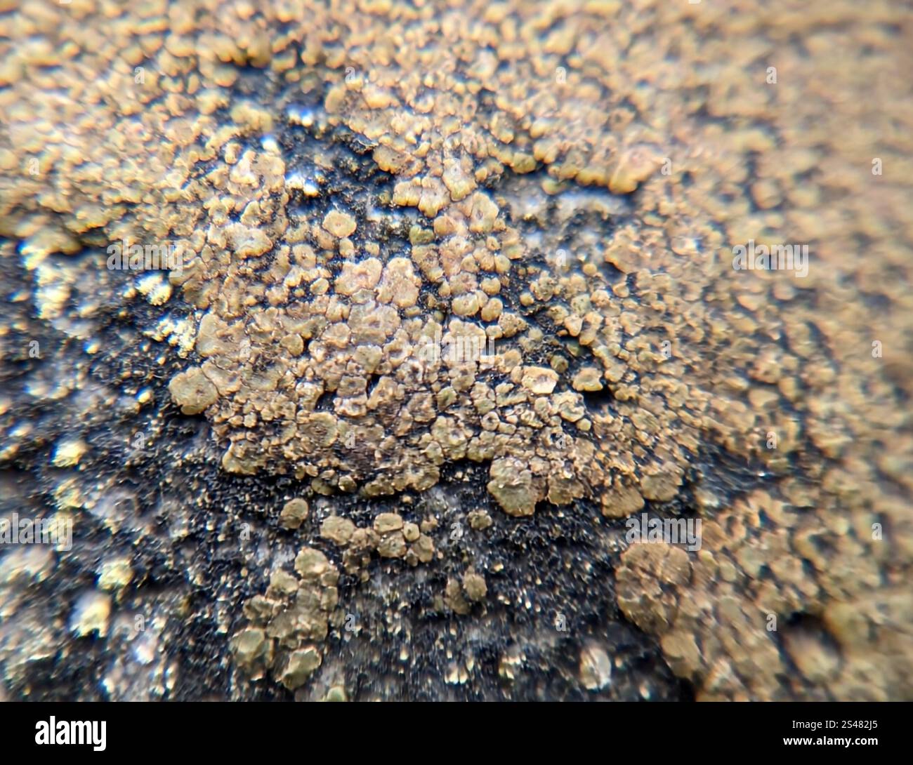 Fishscale Lichens (Psora Stock Photo - Alamy