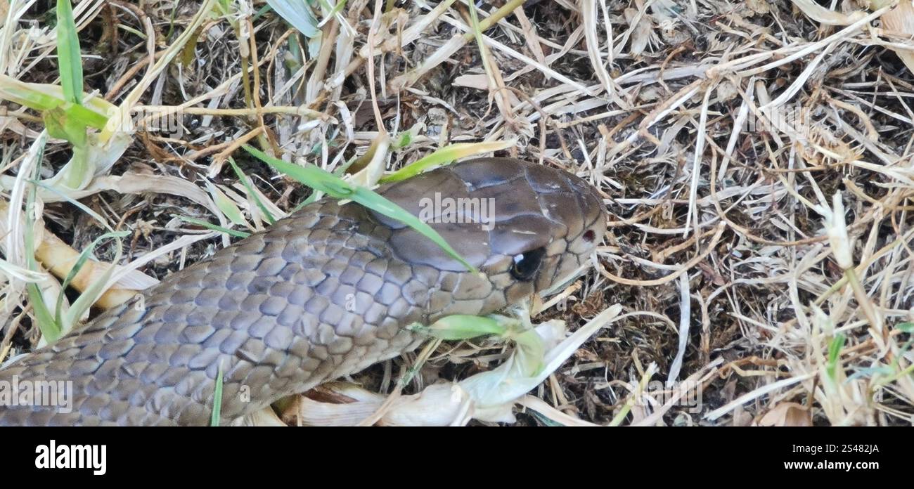 Eastern Brown Snake (Pseudonaja textilis Stock Photo - Alamy