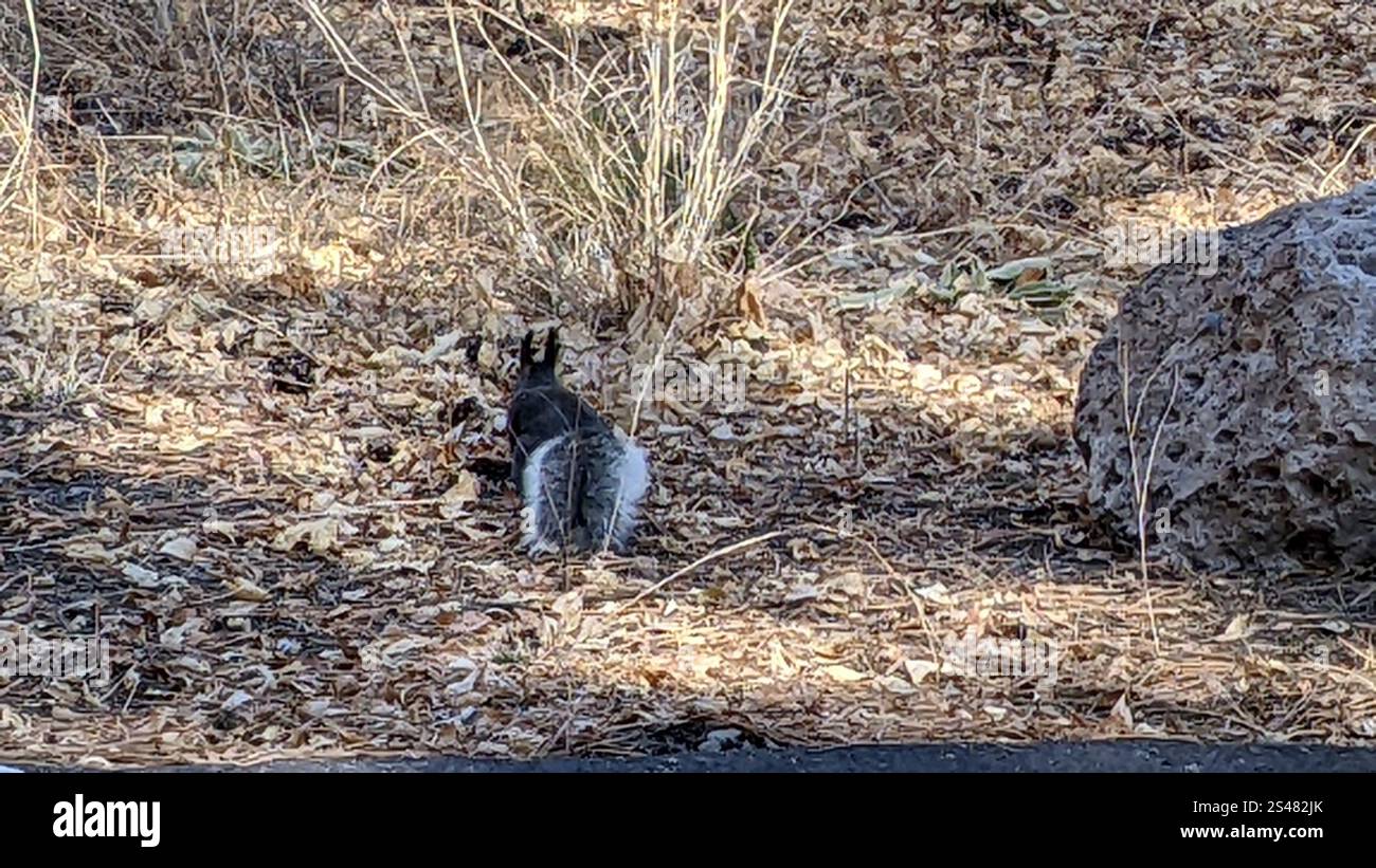 Abert's squirrel hi-res stock photography and images - Alamy