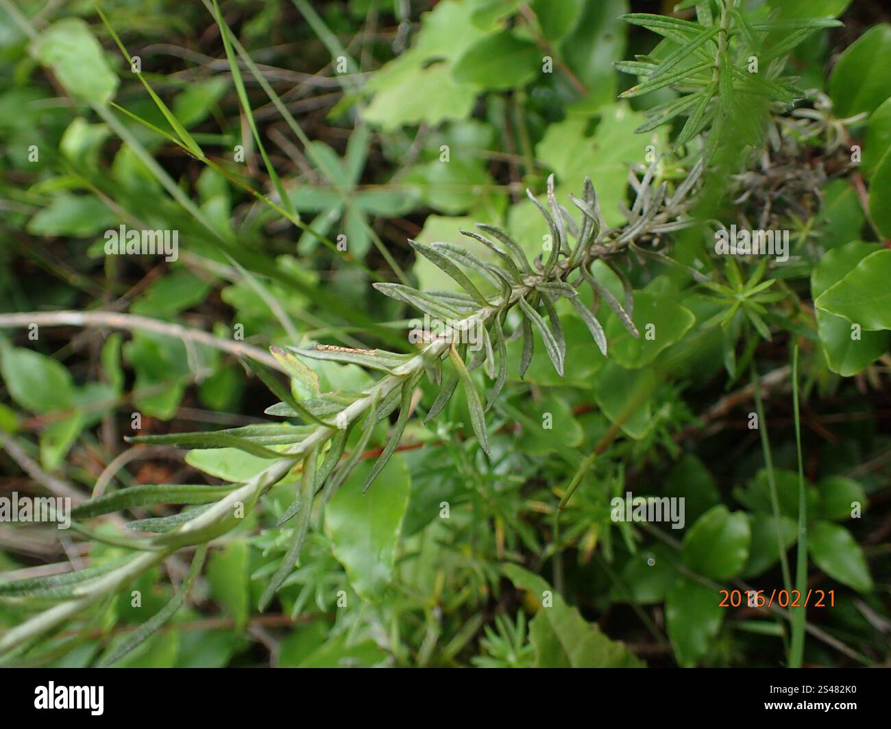 Kooigoed Everlasting (Helichrysum odoratissimum Stock Photo - Alamy