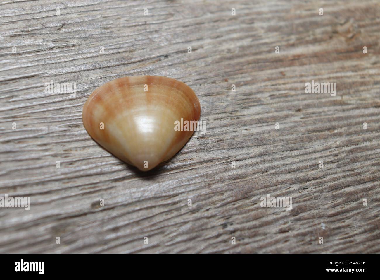 Trigonal Tivela (Tivela mactroides Stock Photo - Alamy