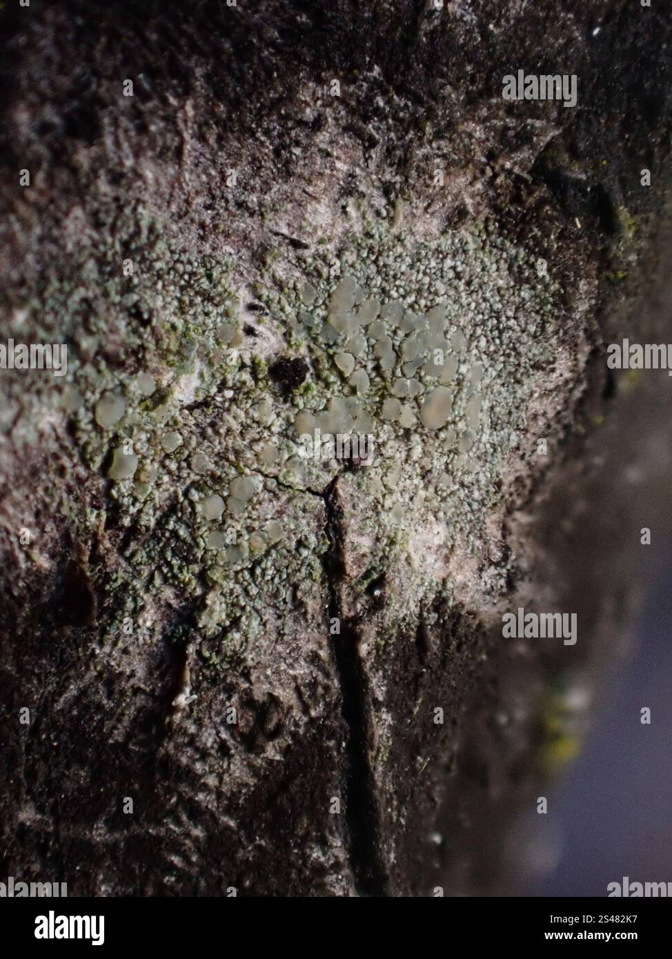 Shadow Dot Lichen (Micarea peliocarpa Stock Photo - Alamy