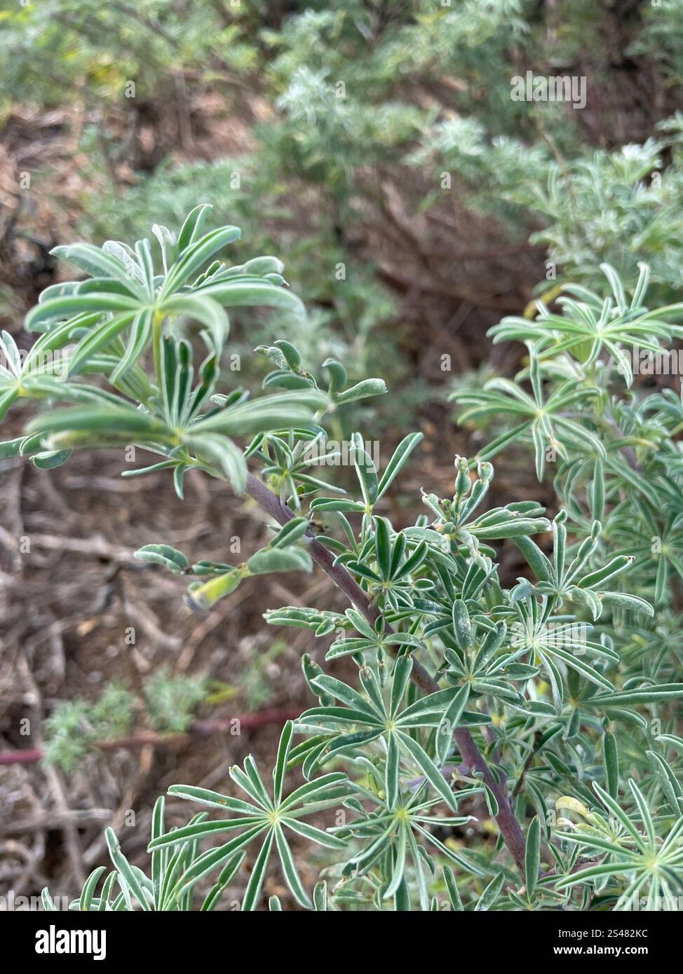coastal bush lupine (Lupinus arboreus Stock Photo - Alamy