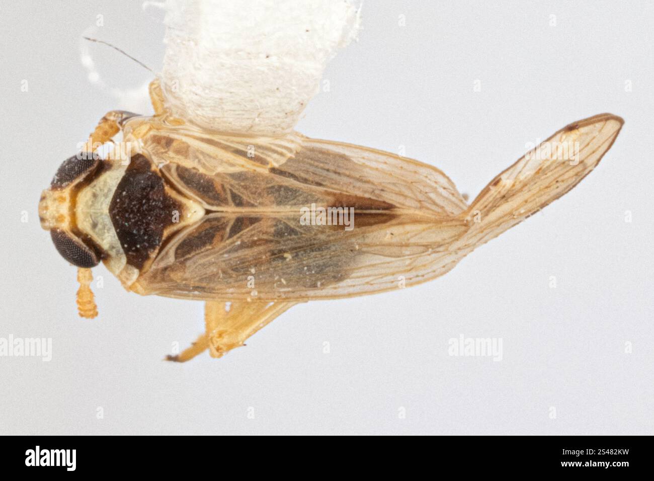 small brown planthopper (Laodelphax striatella Stock Photo - Alamy