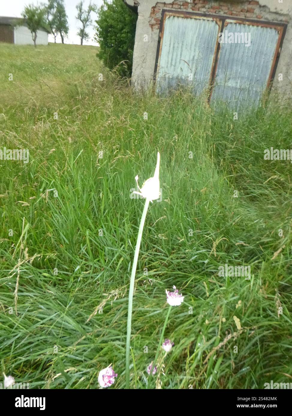 Sand Leek (Allium scorodoprasum Stock Photo - Alamy