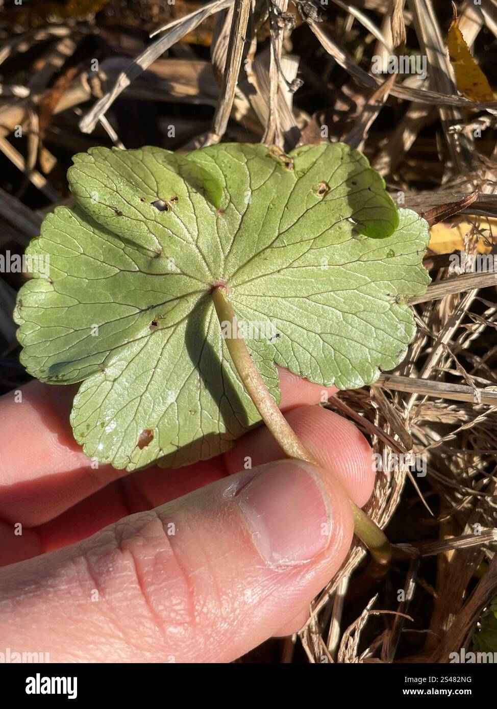 floating marsh pennywort (Hydrocotyle ranunculoides Stock Photo - Alamy
