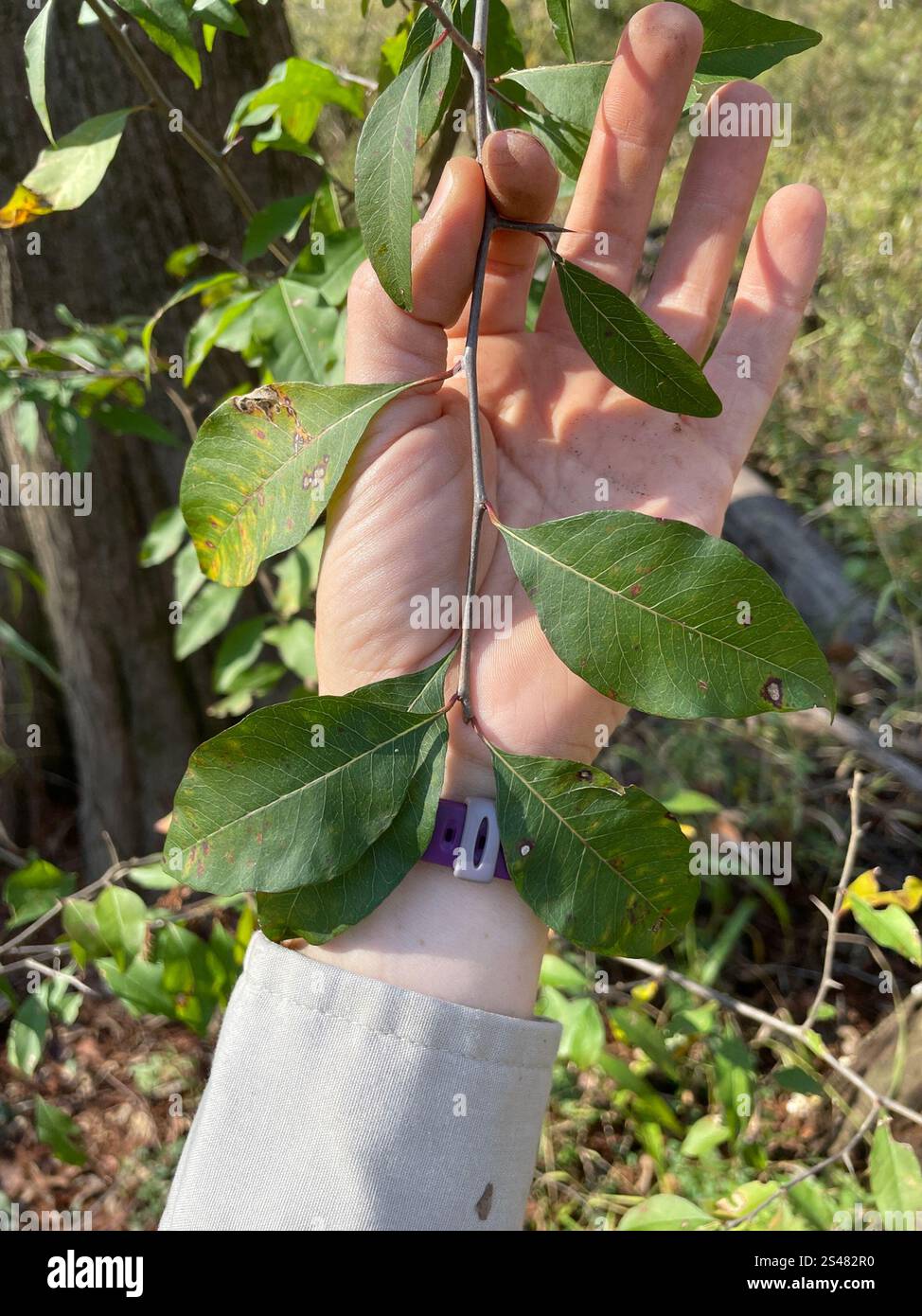 Buckthorn Bully (Sideroxylon lycioides Stock Photo - Alamy