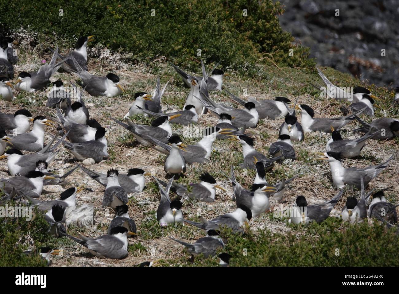 Great Crested Tern (Thalasseus bergii Stock Photo - Alamy