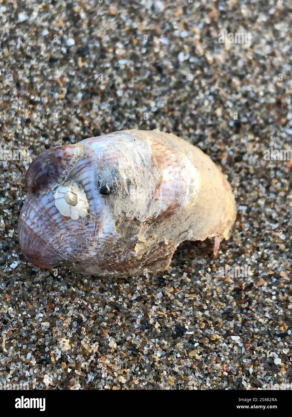Common atlantic slippersnail hi-res stock photography and images - Alamy