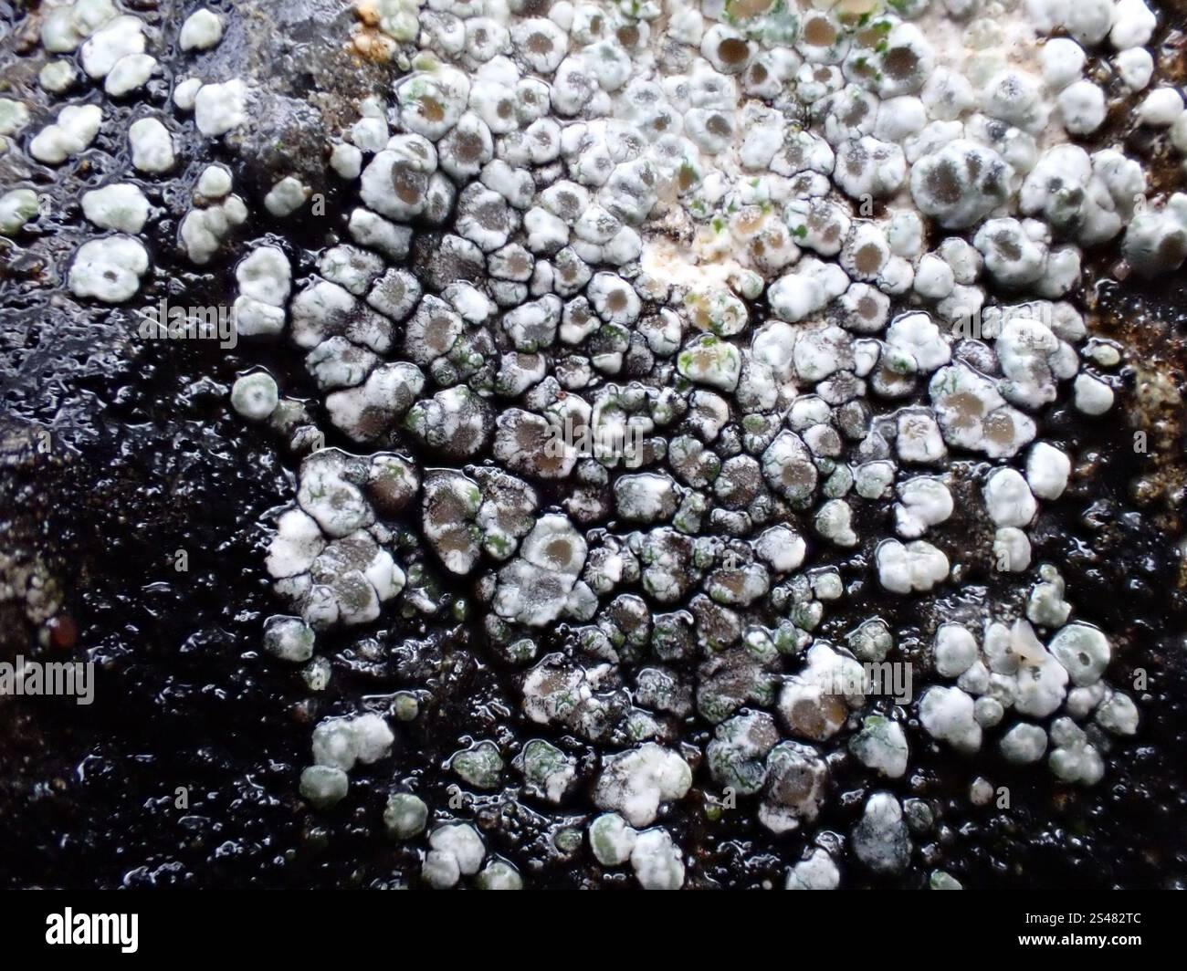 Chiseled Sunken Disk Lichen (Circinaria contorta Stock Photo - Alamy