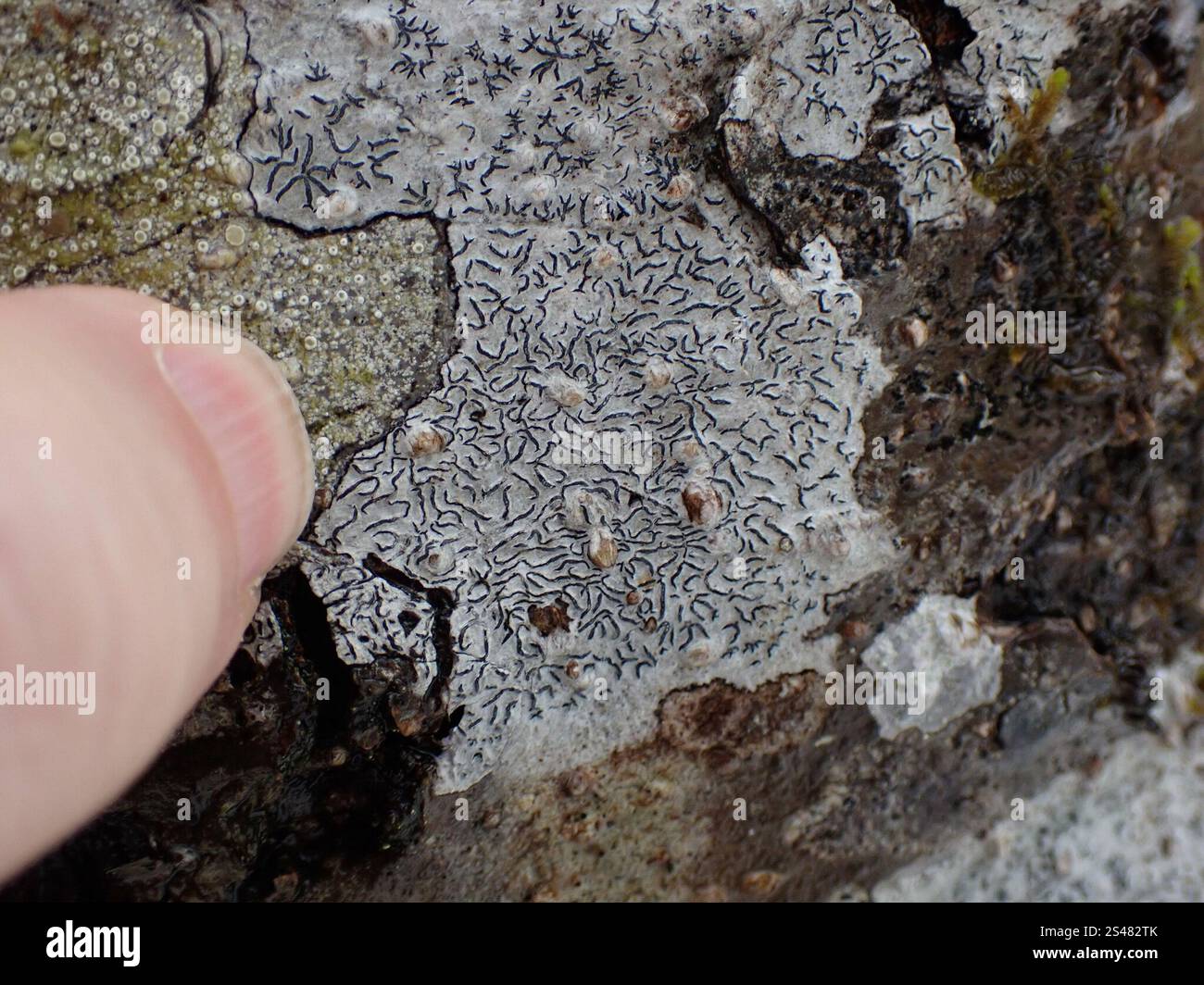 Common Script Lichen (Graphis scripta Stock Photo - Alamy
