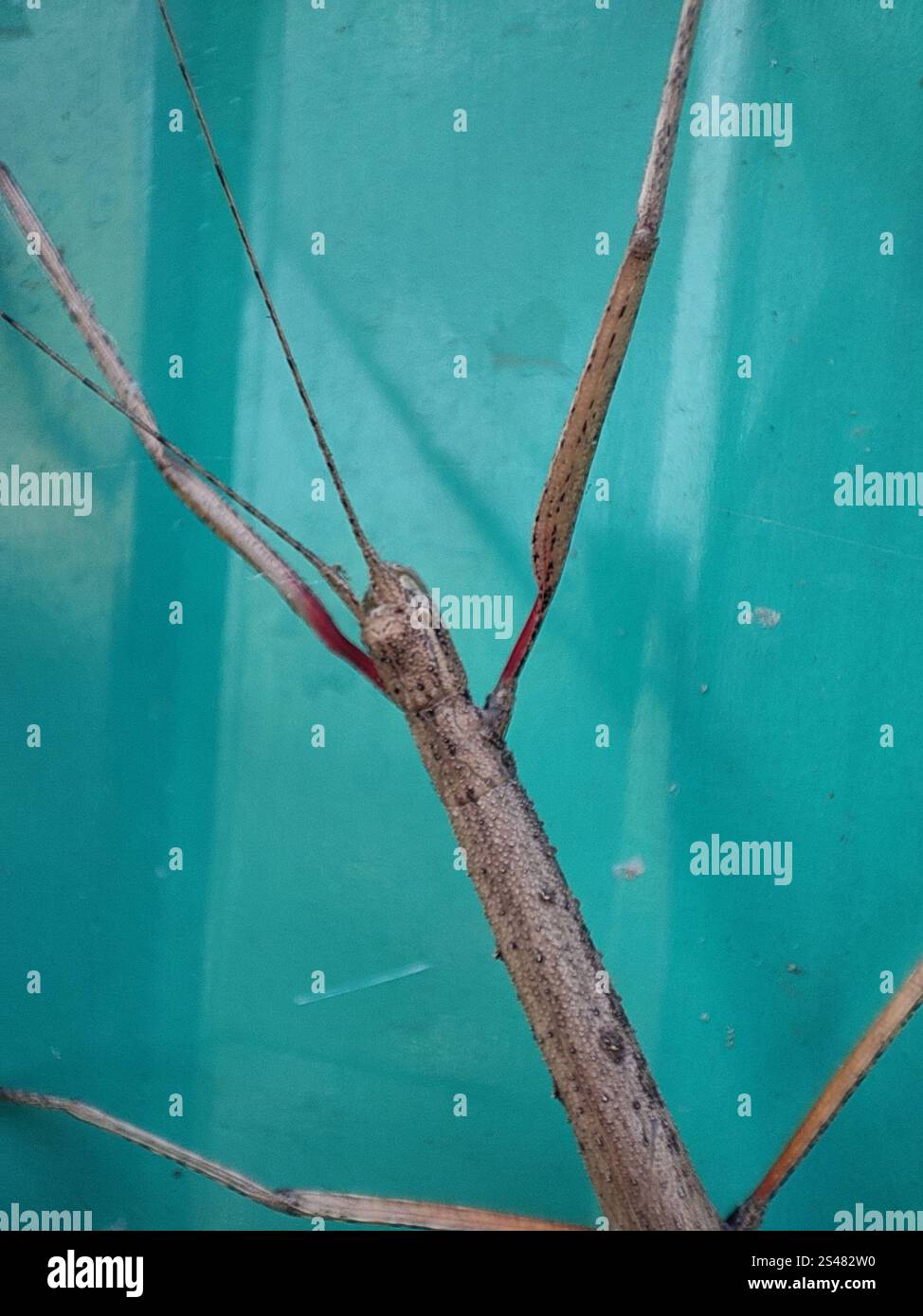 Lonchodidae hi-res stock photography and images - Alamy