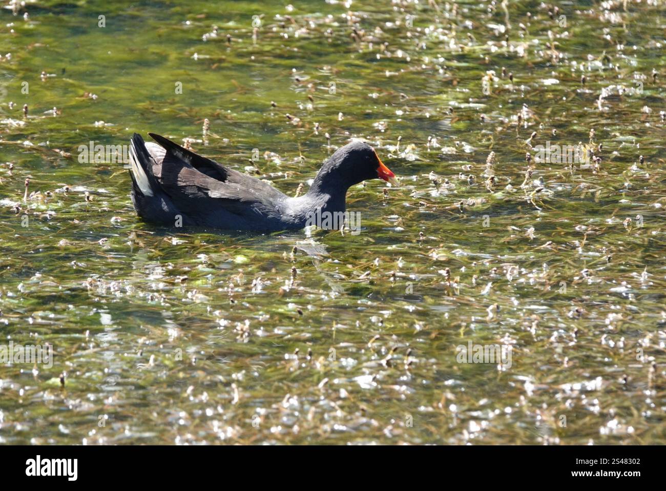 Australian Dusky Moorhen (Gallinula tenebrosa tenebrosa Stock Photo - Alamy