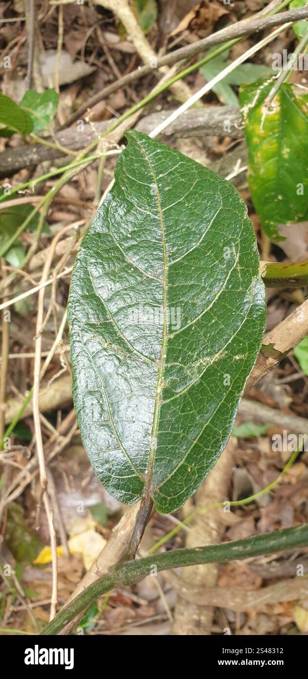 birdwing butterfly vine (Aristolochia praevenosa Stock Photo - Alamy