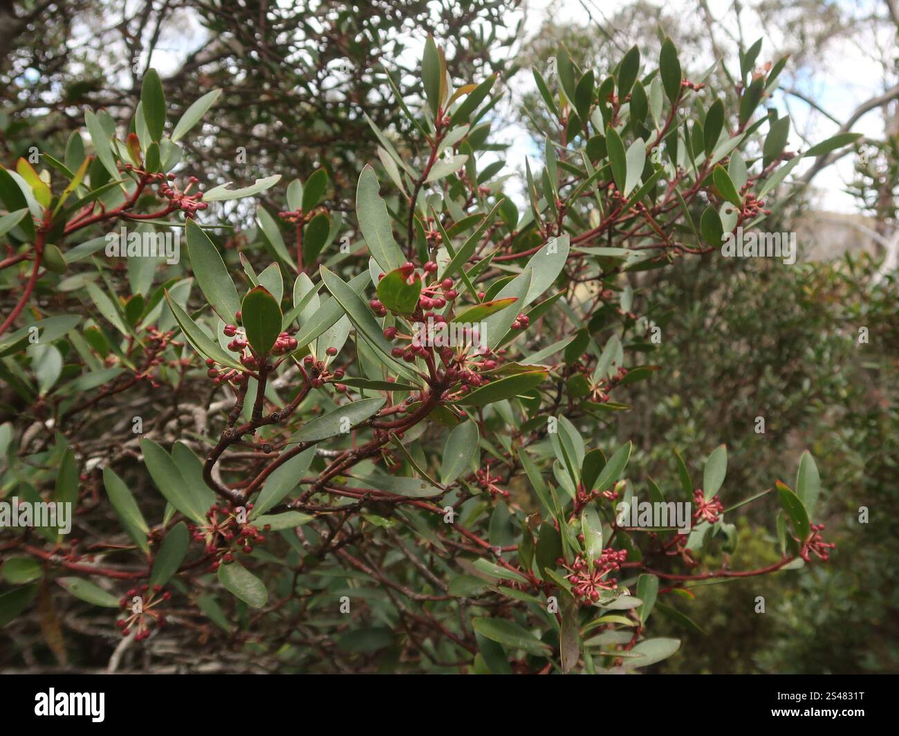 Mountain Pepper (Tasmannia lanceolata Stock Photo - Alamy