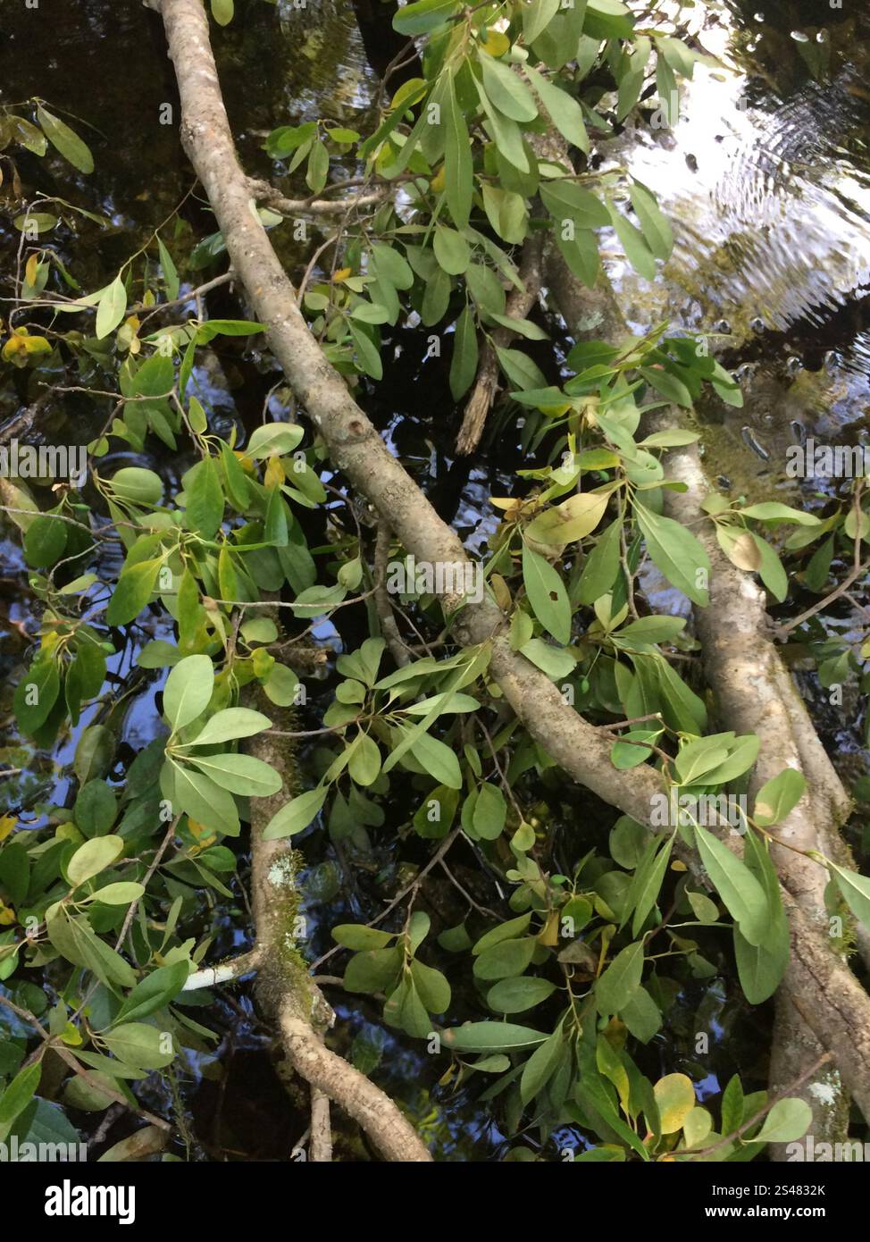 Nyssa ogeche hi-res stock photography and images - Alamy