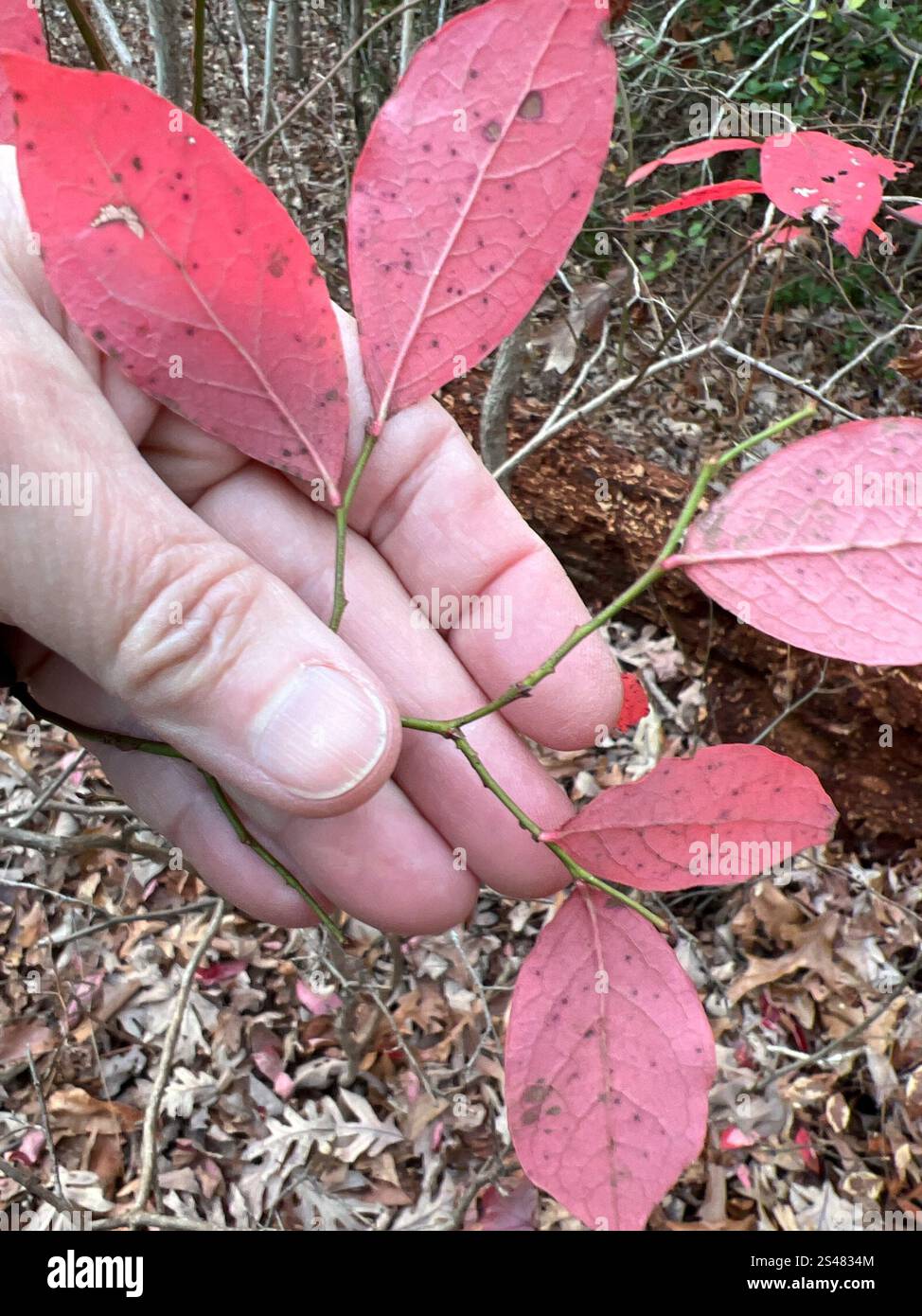 Northern highbush blueberry (Vaccinium corymbosum Stock Photo - Alamy
