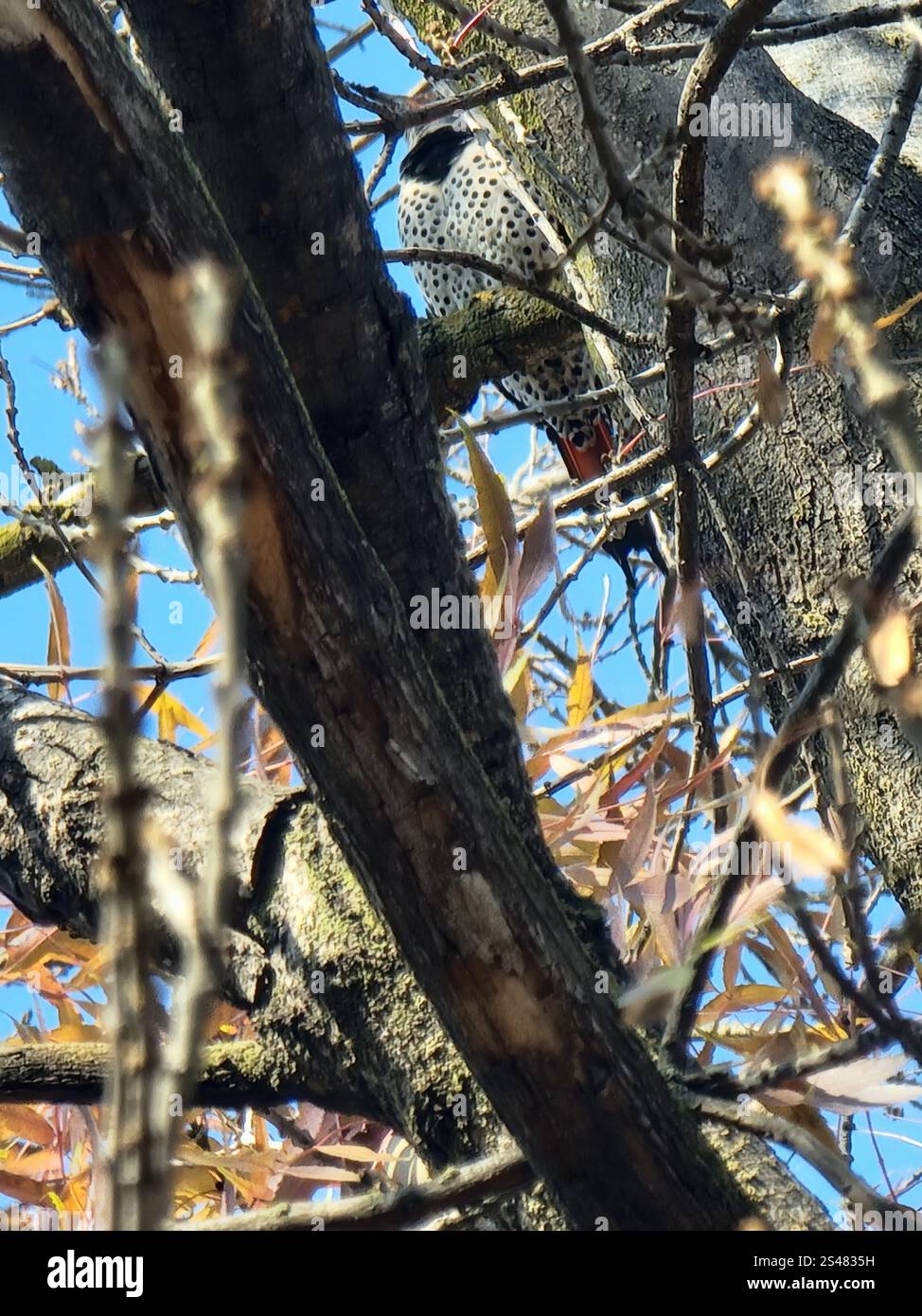 Northern Flicker (Colaptes auratus Stock Photo - Alamy